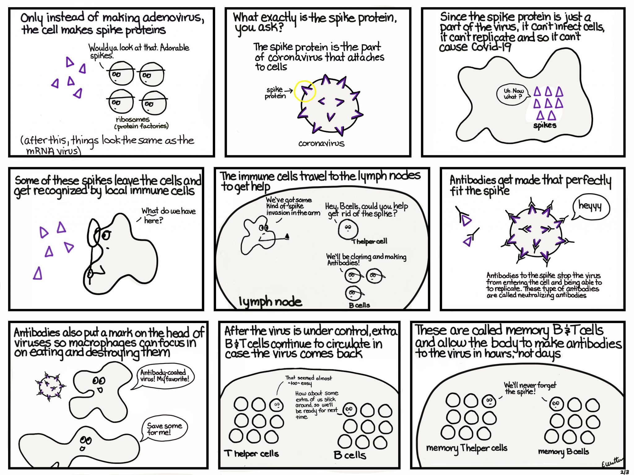 Cartoons that explain how the COVID vaccines work