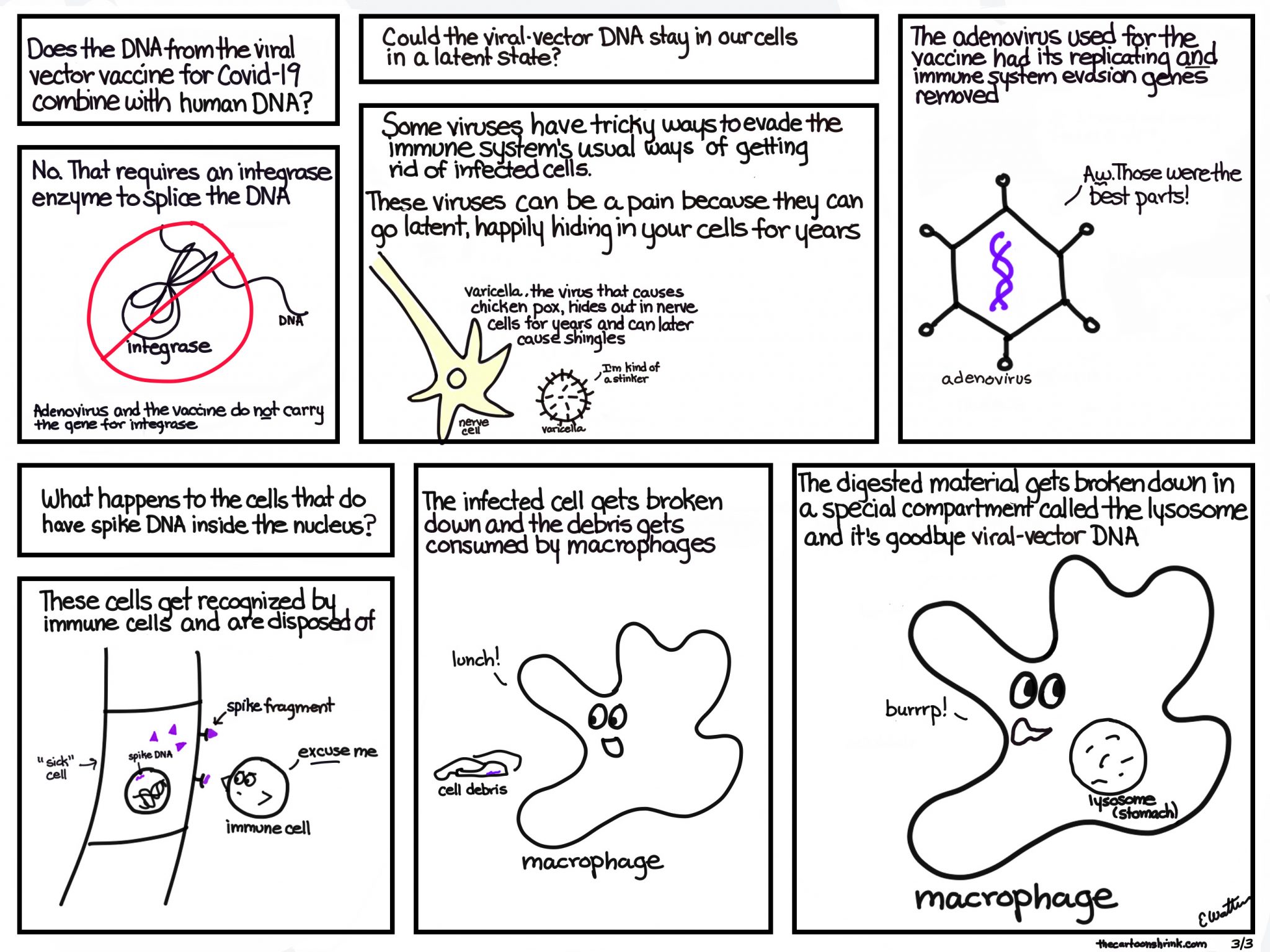 Cartoons that explain how the COVID vaccines work