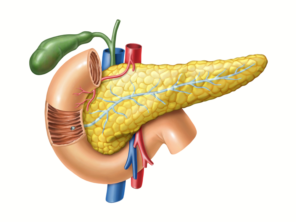 The pancreas of the future?