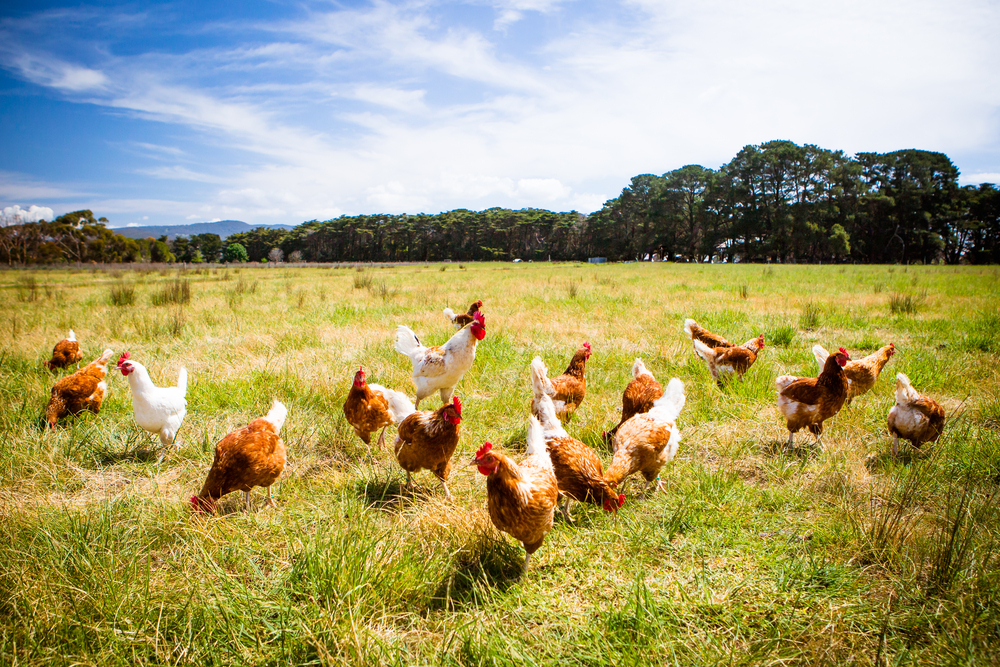 Chicken farming undergoes a radical shift: the rise of cell-cultivated meat